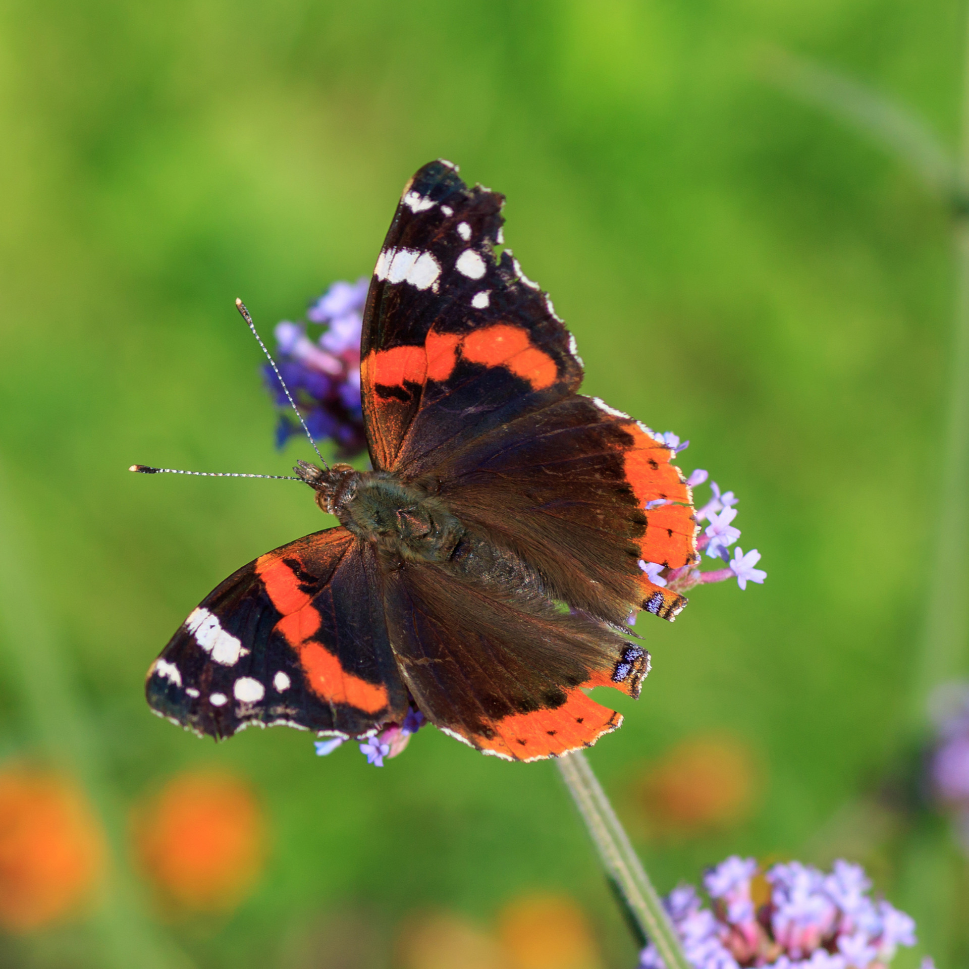 Vlinder-onderzoek! | Natuur & Zo